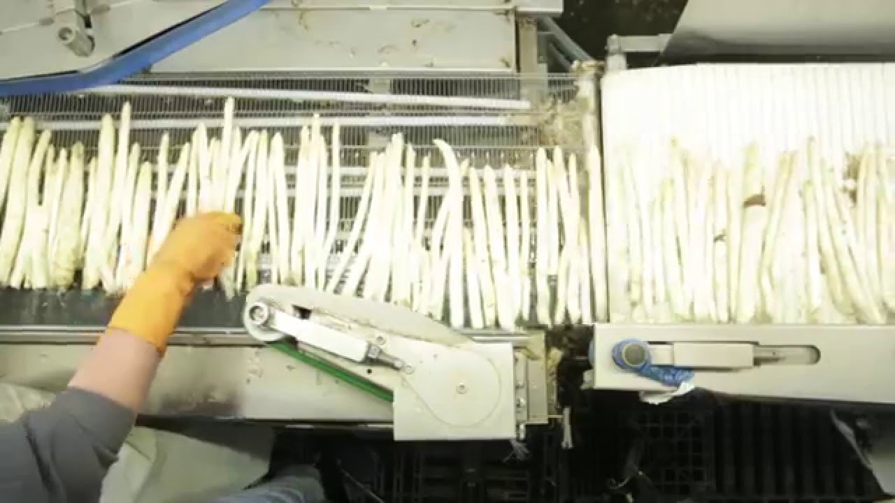 Spargelsortiermaschine - YouTube