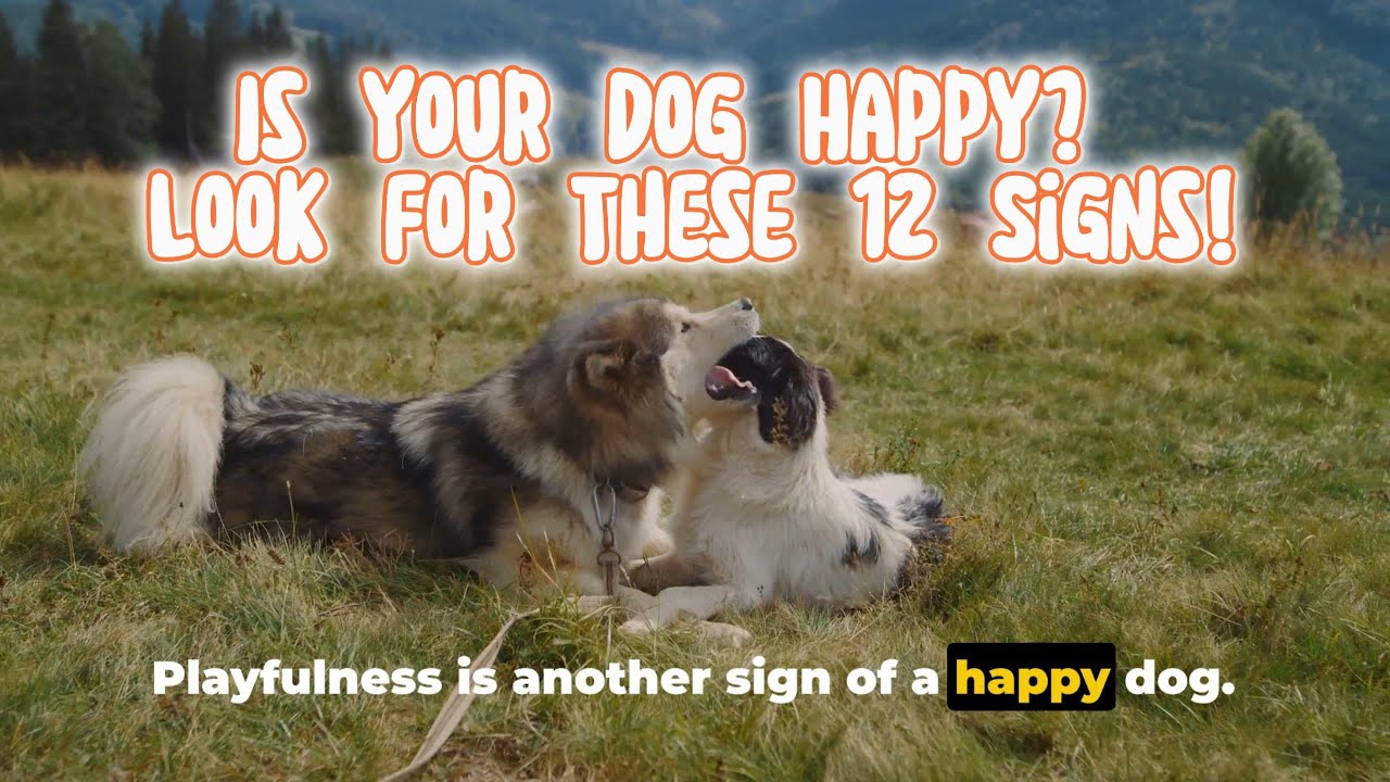Is Your Dog Happy? Look for These 12 Signs! - YouTube