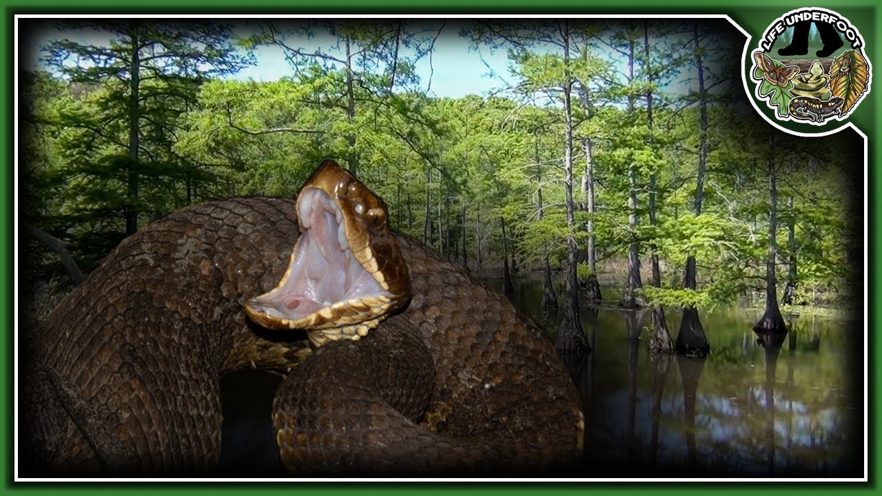 Wild Animals of the Mingo Wilderness Swamps - YouTube