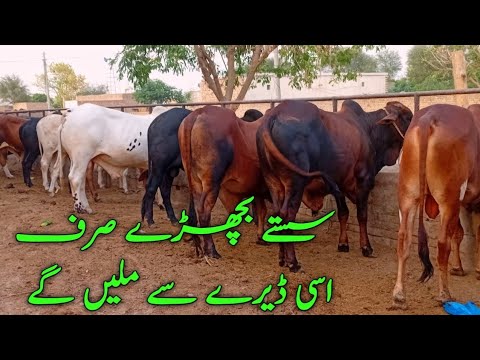 Best Qurbani 2025 fresh 2 dant bull for sale lowest rate in punjab sahiwal black jet Qurbani ...