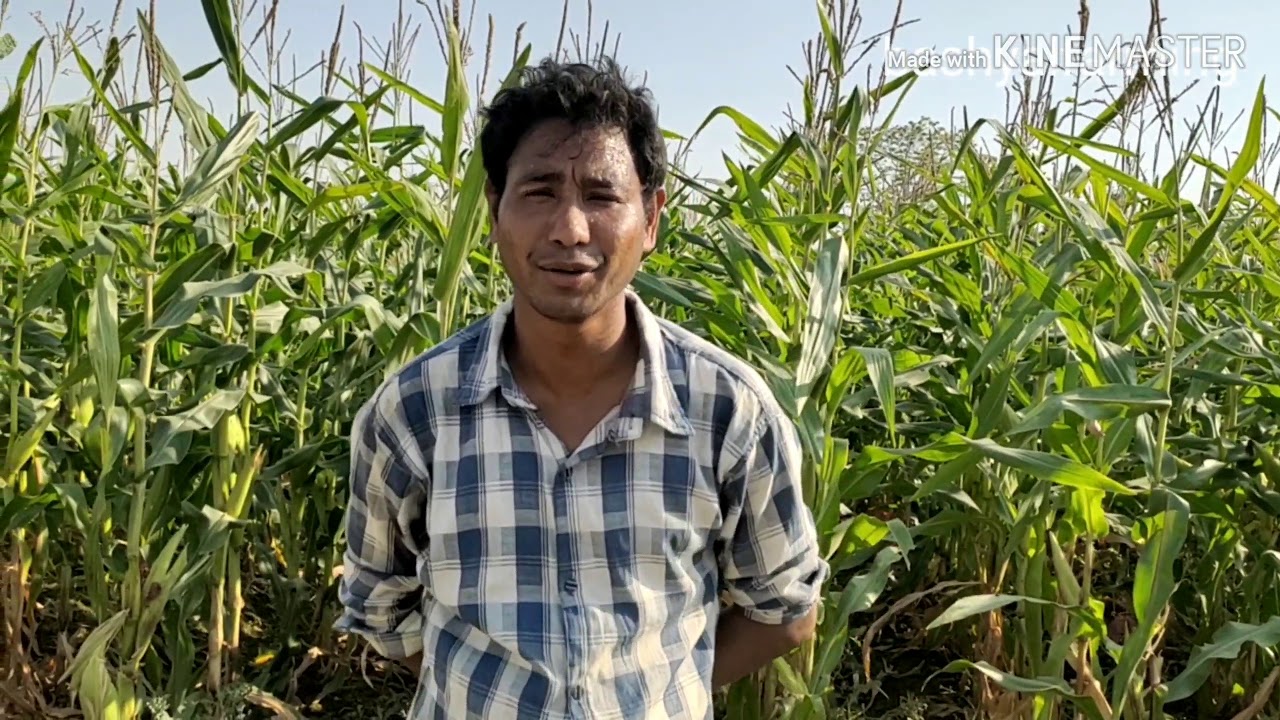 Amazing corn farming in nepal - YouTube