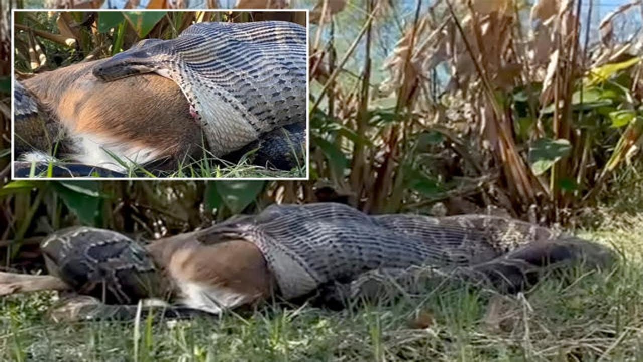 Invasive Burmese pythons can swallow whole deer, alligators in one gulp ...