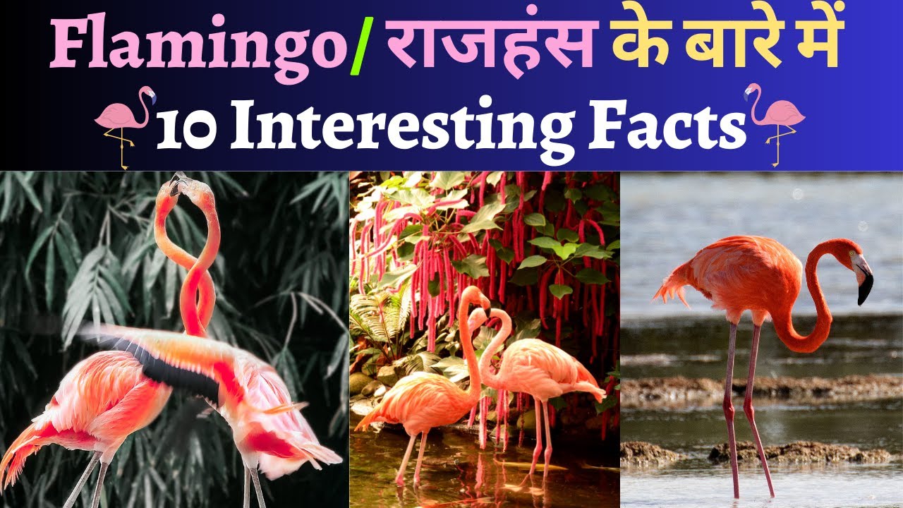 10 Fun Facts About Flamingo | Beyond the Pink Plumage: 10 Unique ...