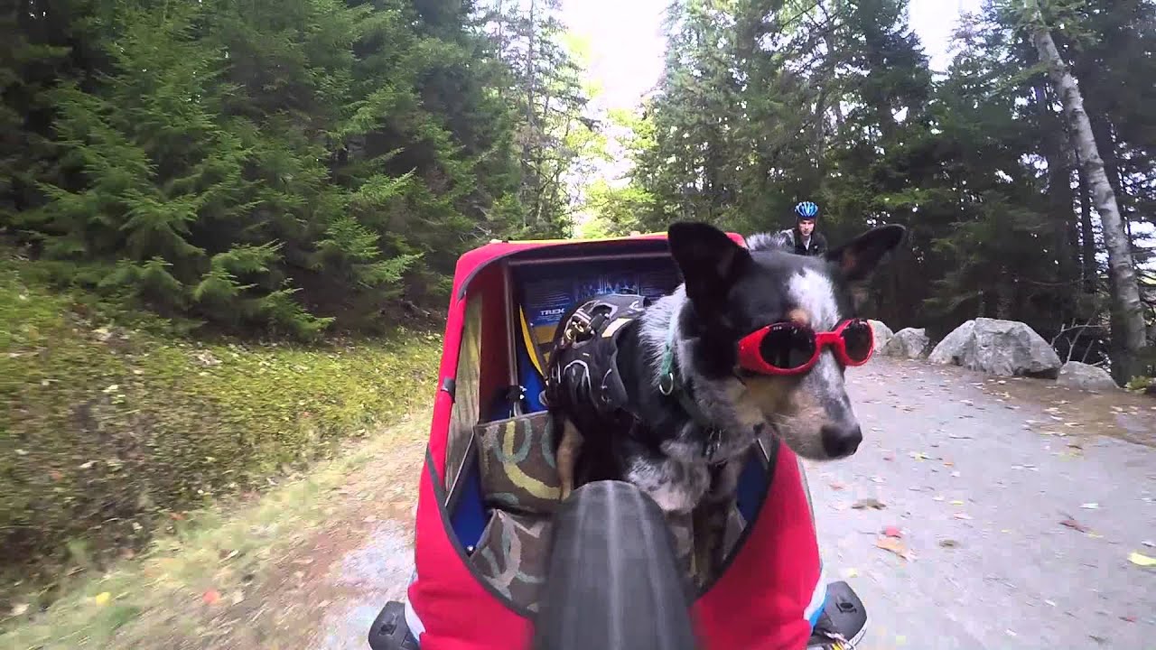 Dog Rides in Bike Trailer with Doggles - YouTube