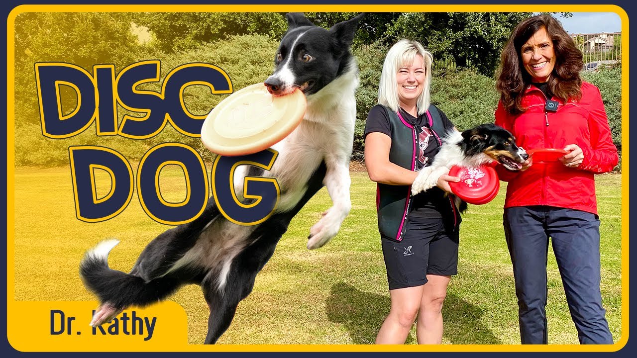 Disc Dog Champions! A Day with Kirby & Her 4 Frisbee Athletes - YouTube