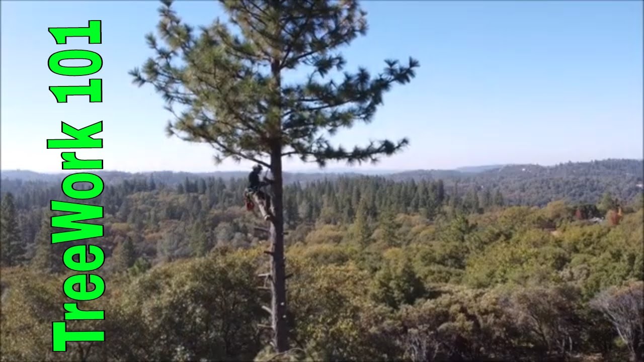 Tree work 101, an Introduction to Treework, Felling and Climbing ...