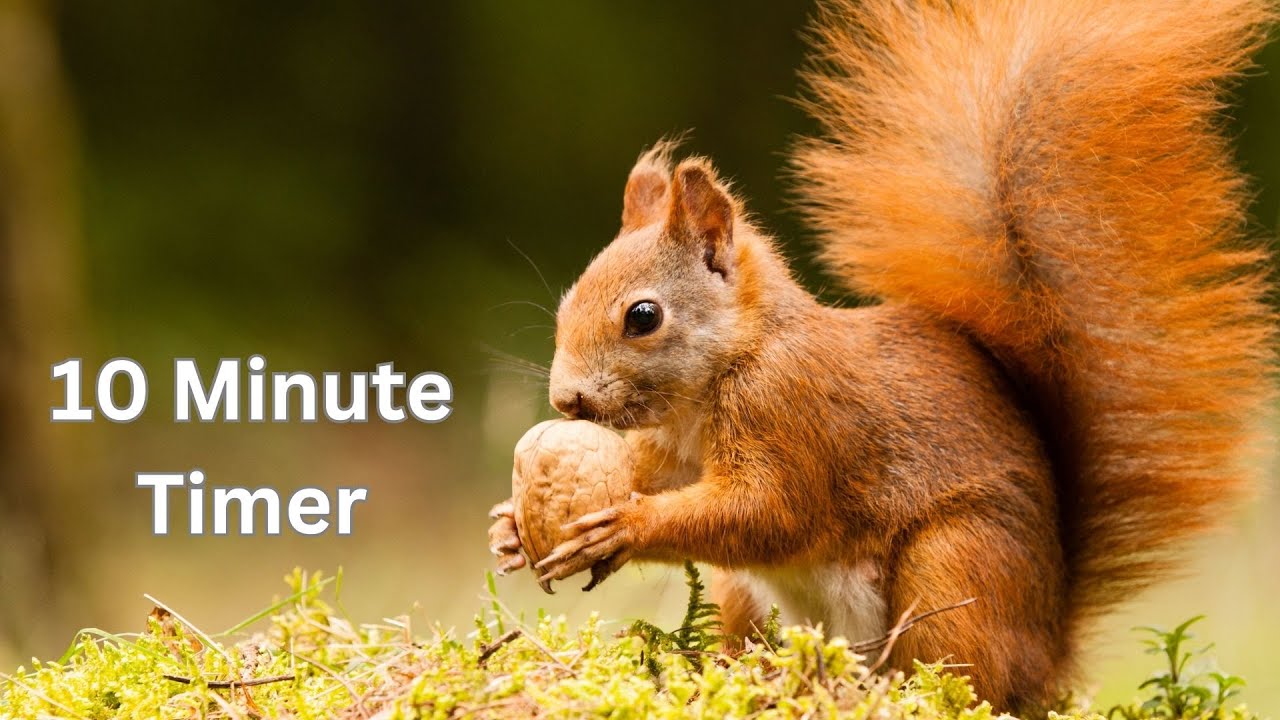 Nutty 10-Minute Timer: Squirrel Adventure for Kids! - YouTube