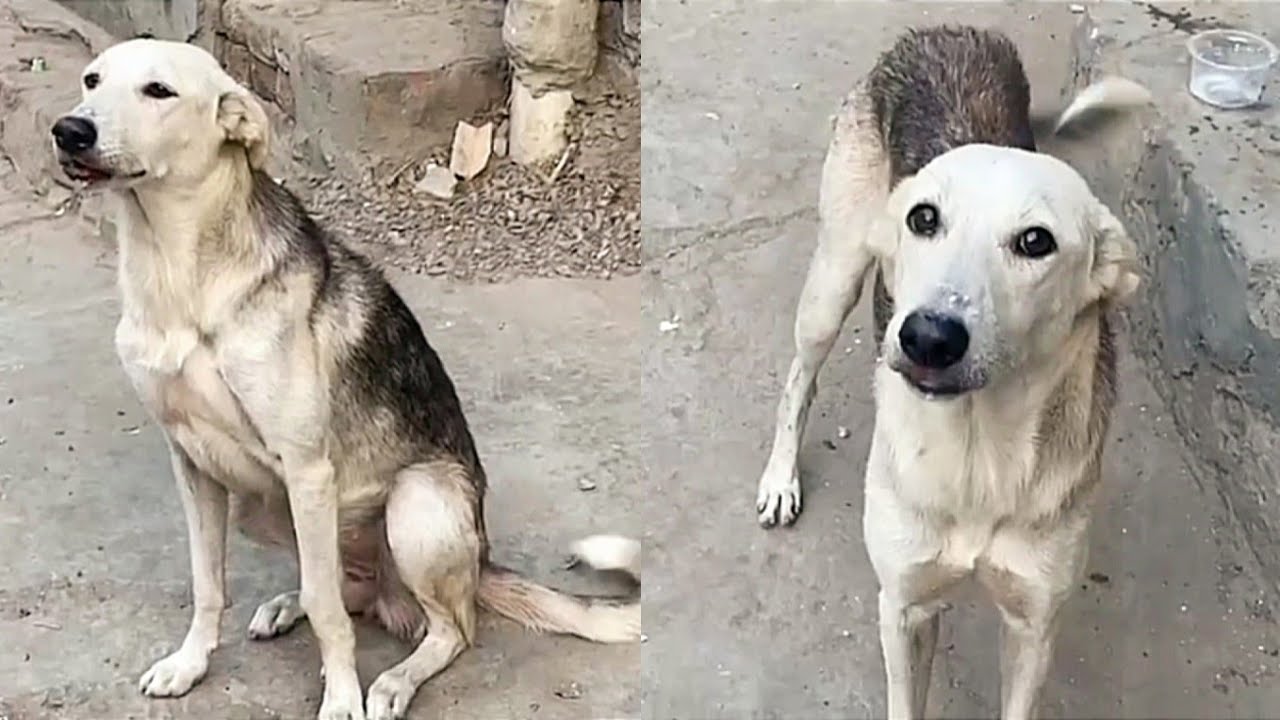 Poor dog is so weak. - YouTube