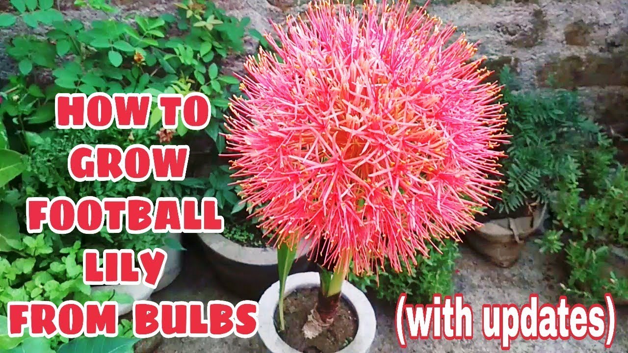 How to grow Football lily from bulbs with updates. /फूटबाल लिली को घरमे ...
