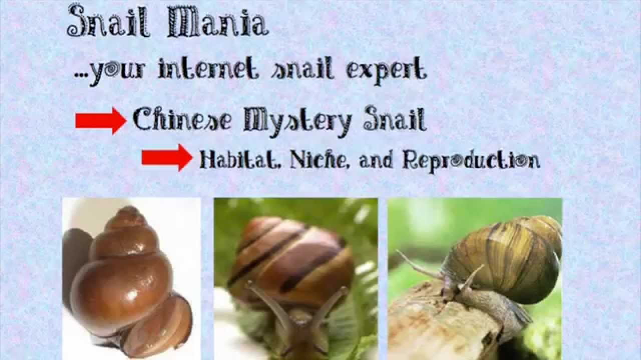 Chinese Mystery Snail - YouTube