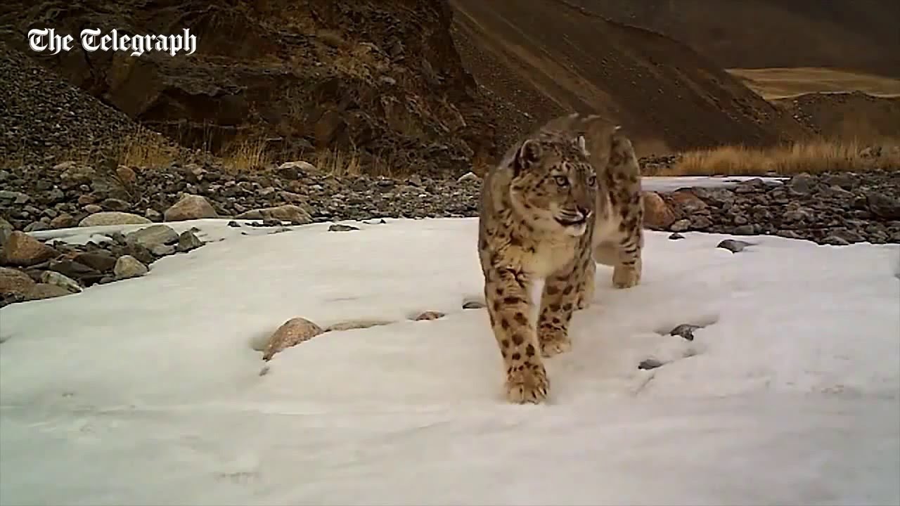 Video Rare footage captures snow leopard in natural environm - YouTube