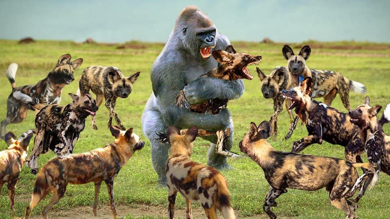 Aghast! When Angry Baboon Shows His Strength Alone Hits Wild Dogs ...