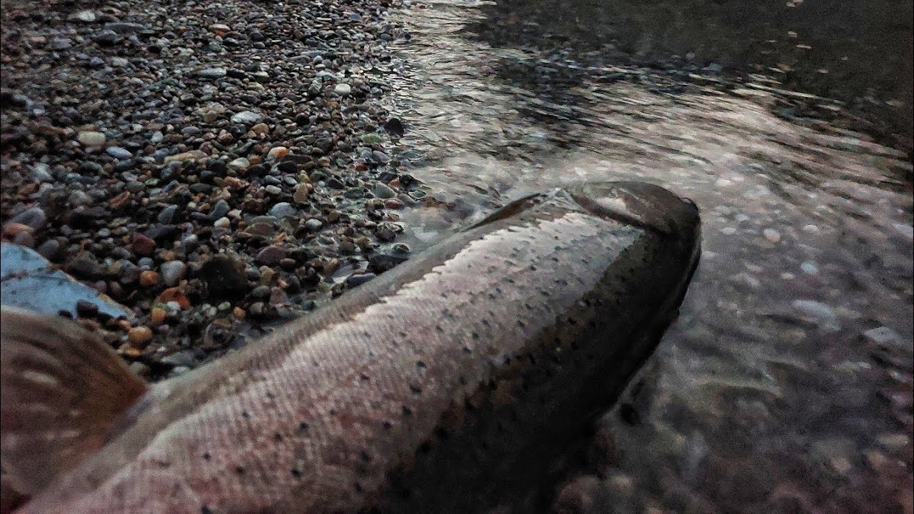 hucho hucho - Mladica rijeka Lim Berane Crna Gora - YouTube