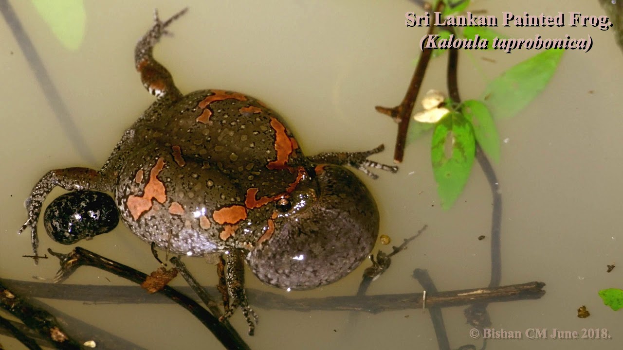 The Sri Lankan Painted Frog (Kaloula taprobonica). - YouTube