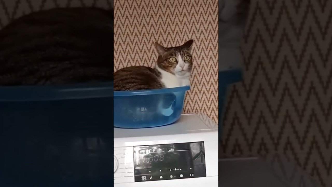 The Definition Of Locked In 😂 - YouTube