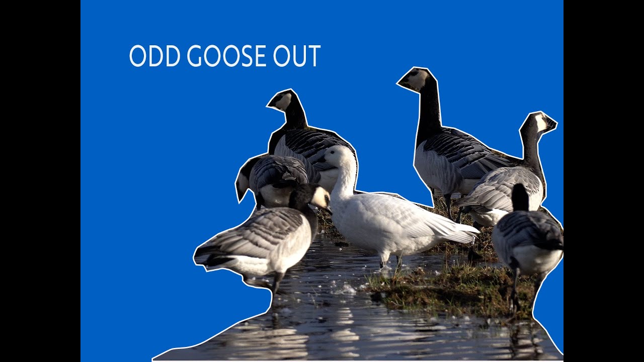 ODD GOOSE OUT - YouTube