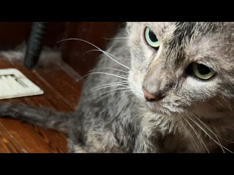 Just finished the proper flea baths. - YouTube