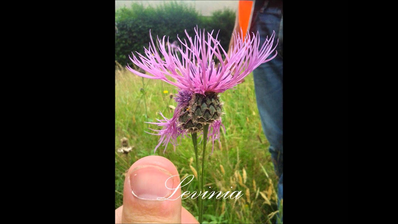 Story of levinia - YouTube