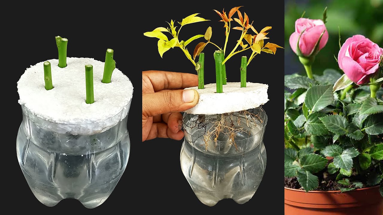 Grow Rose From Cutting In Water | How to Grow Roses From Cutting ...