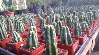 Cacti at Paulino's Gardens in Denver CO