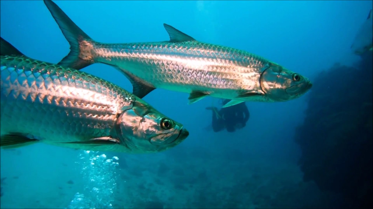 Tarpon - YouTube