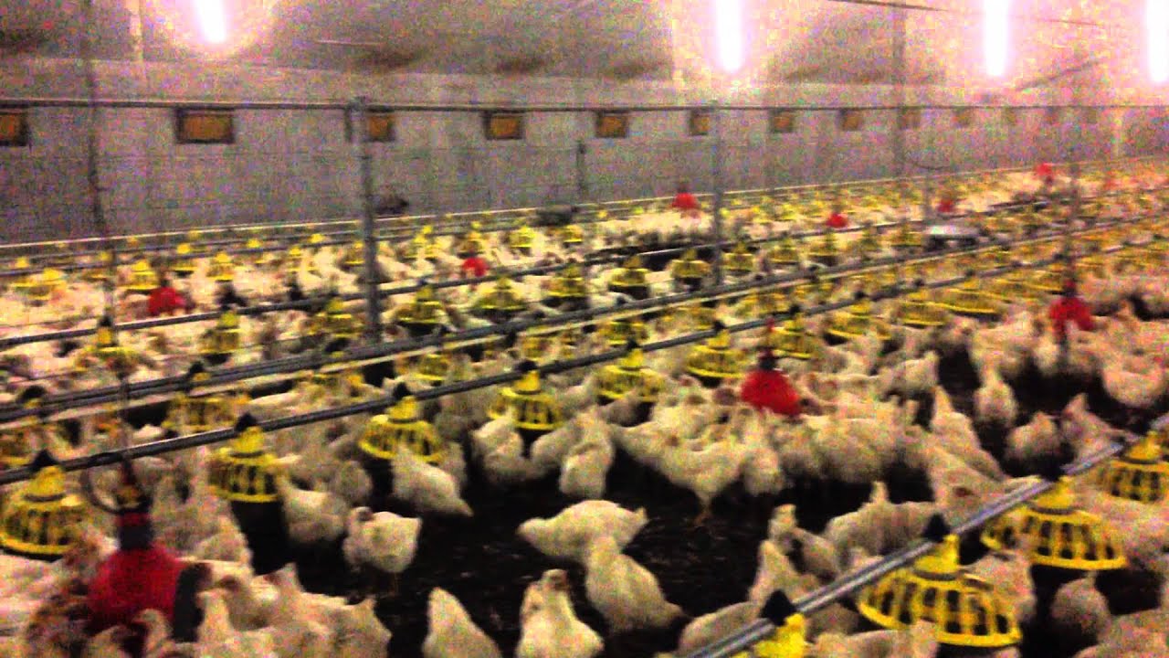 GRANJA DE RECRÍA DE GALLINAS REPRODUCTORAS PESADAS, CON PLATO Vitoo ...