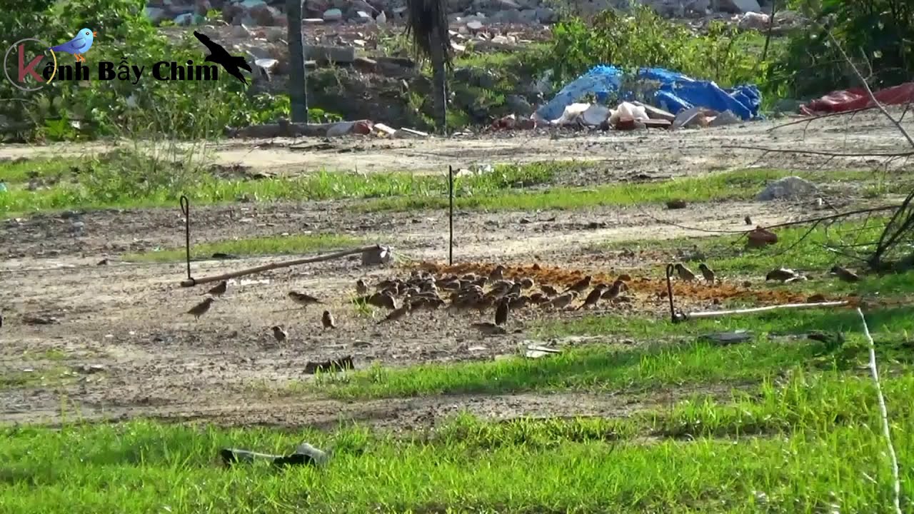 Bẫy Chim Sẻ, Chim Ri Bằng Lưới Úp 1 Cánh - YouTube