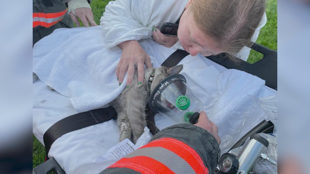 Cat rescued from townhome fire - YouTube