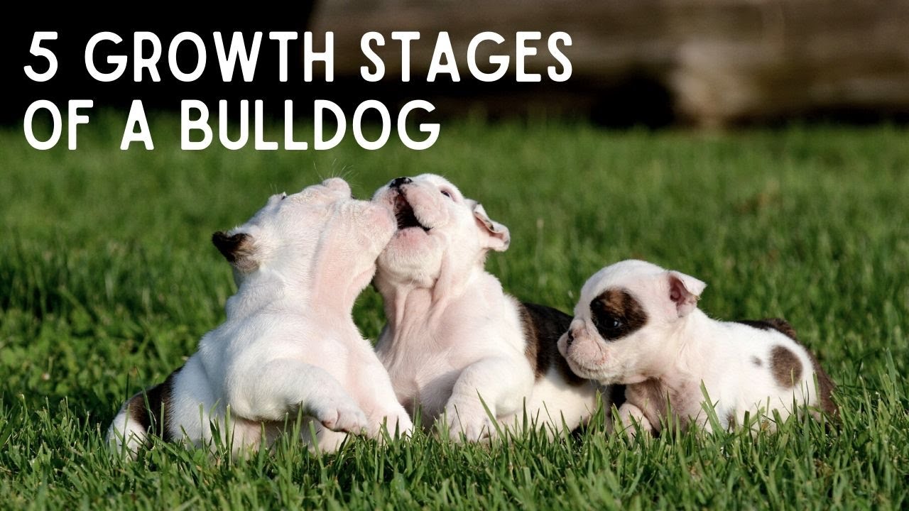 When Does a Bulldog Stop Growing - YouTube