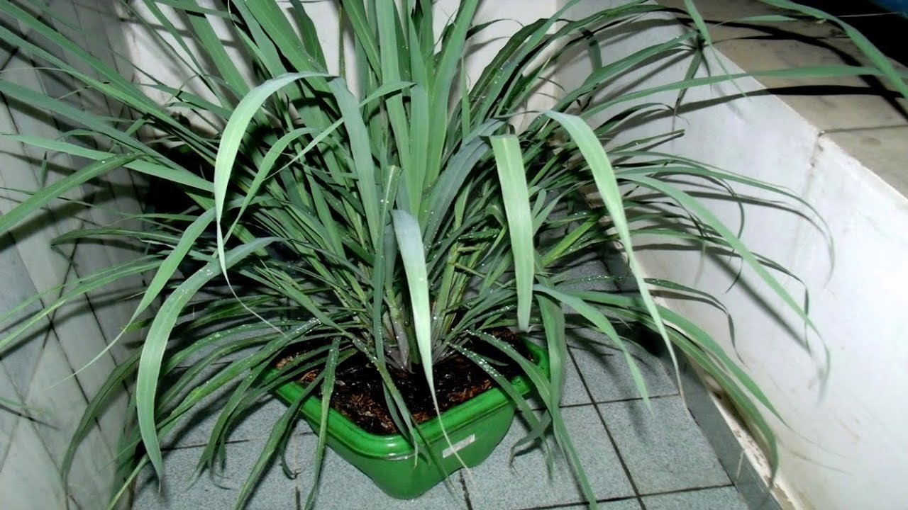 COMO PLANTAR CAPIM SANTO / CAPIM LIMÃO em Vaso da forma MAIS FÁCIL E ...