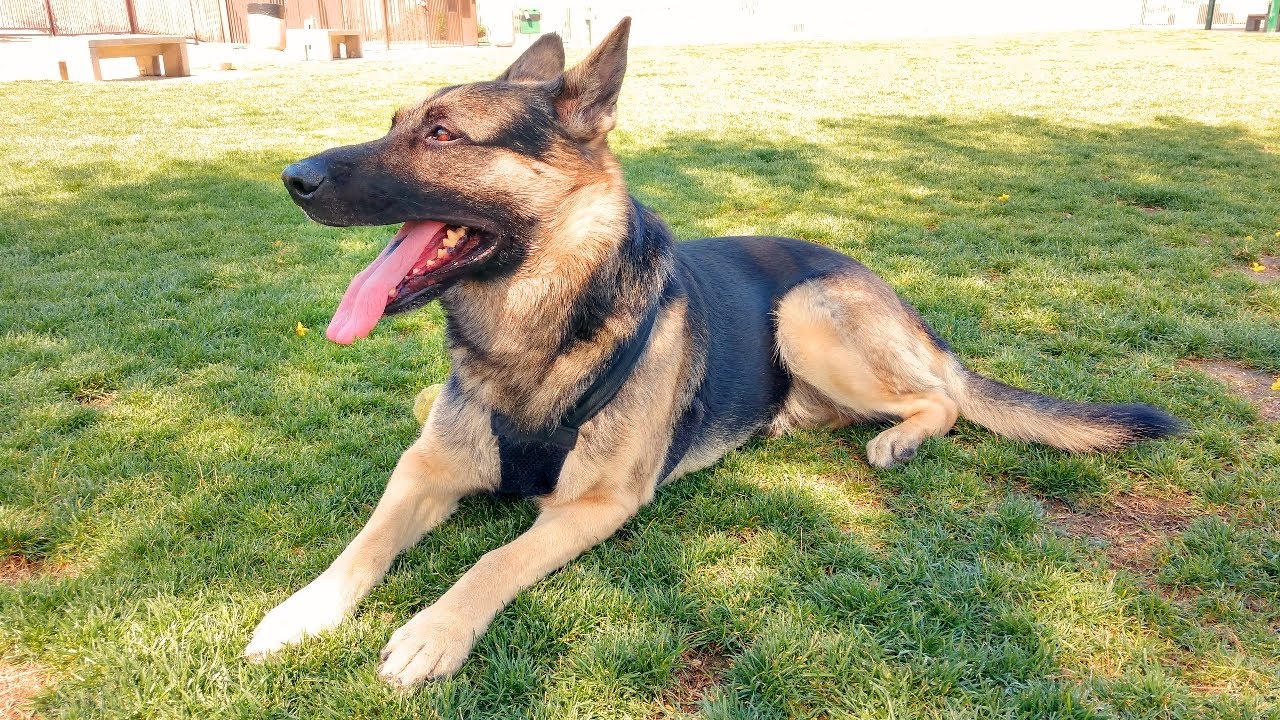 GERMAN SHEPHERD LOVES TO CHEW ON A BIG BEEF BONE - YouTube