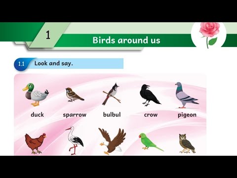Birds Around Us - YouTube