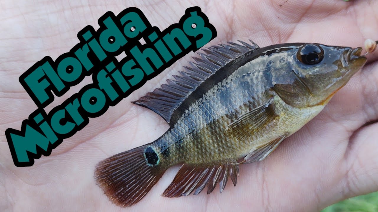Microfishing a Weston Florida Lake - YouTube