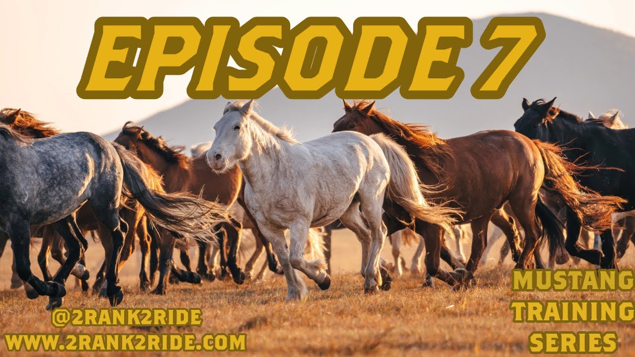 Mustang Training Series EP7 - YouTube