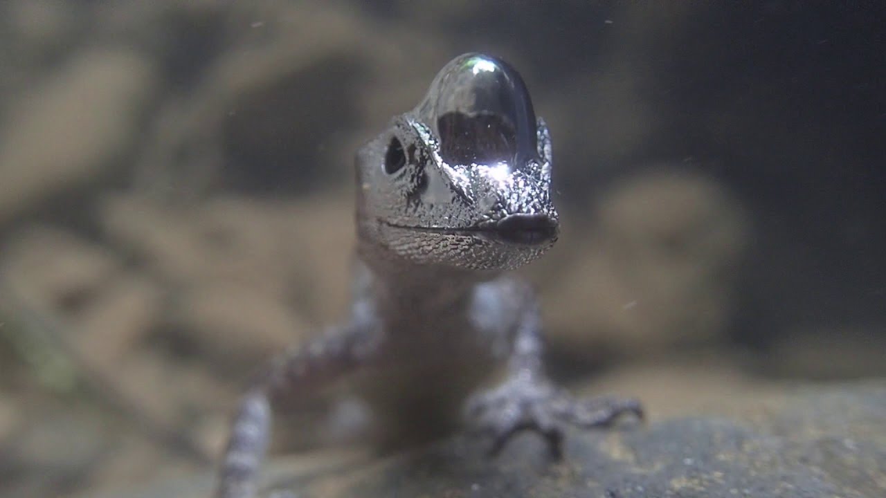 Lizard Breaths Beneath the Surface || ViralHog - YouTube