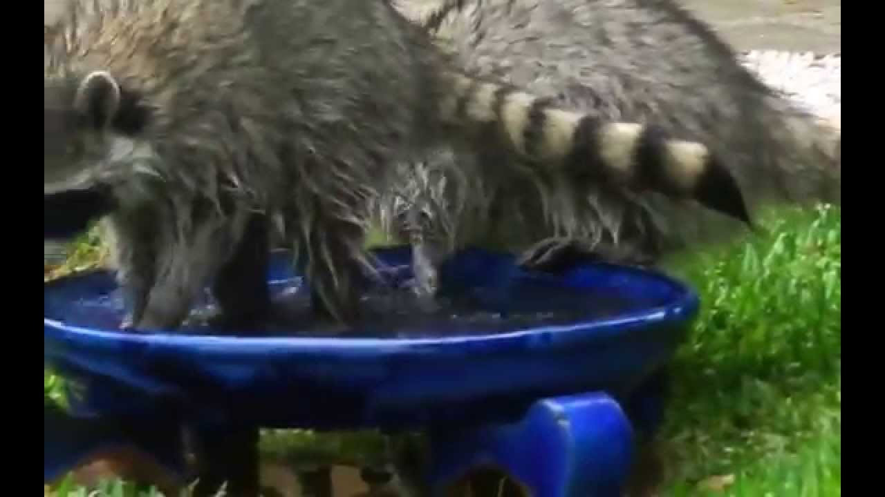 CUTE BABY RACCOONS PLAYING.. - YouTube