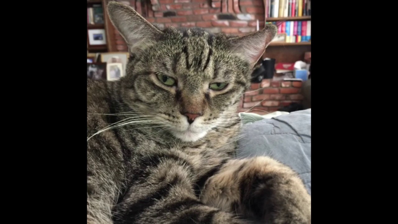 Meet the "Democratic" Cats - YouTube