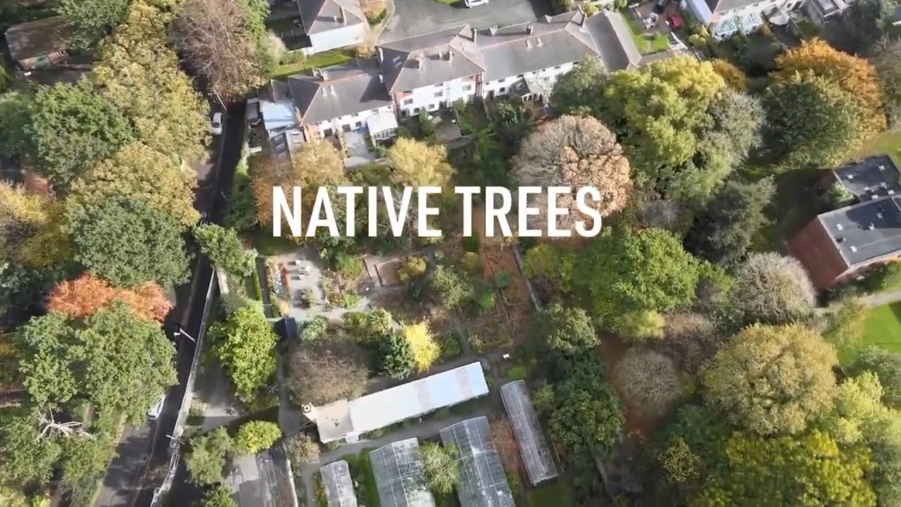 5 in FIVE: Native Trees - YouTube