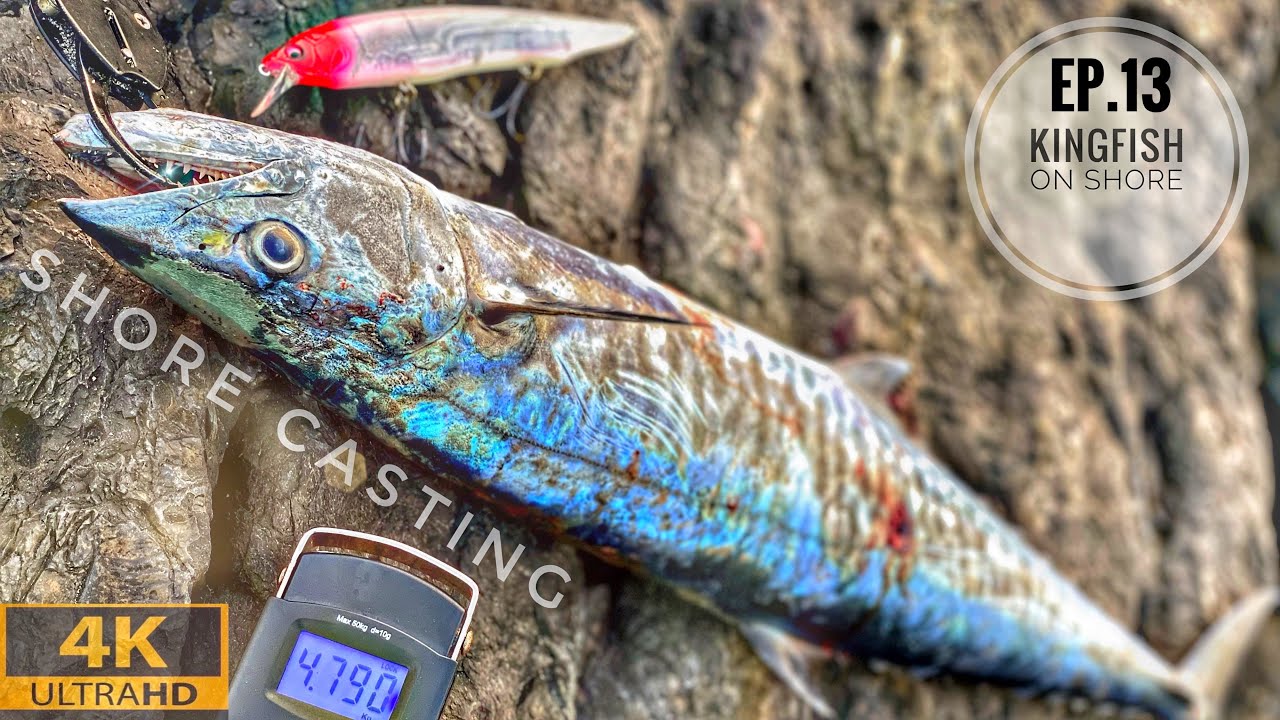 King fish hunt. Abu dhabi Spot for kingfish hunting. Shorecasting with ...
