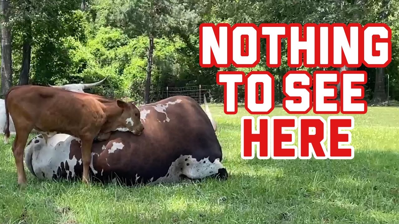 All Longhorn All The Time - YouTube