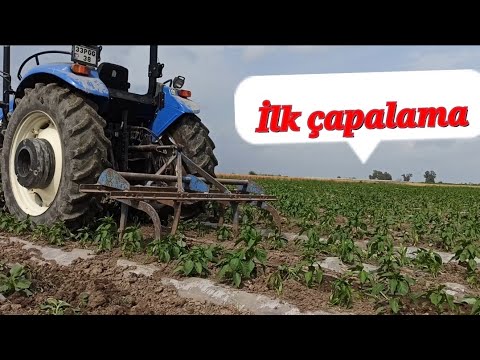 traktörle biber çapası