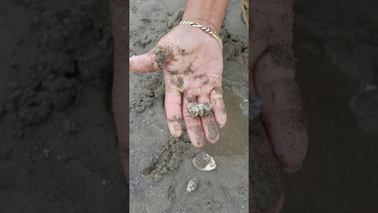 chiquiliquis - YouTube