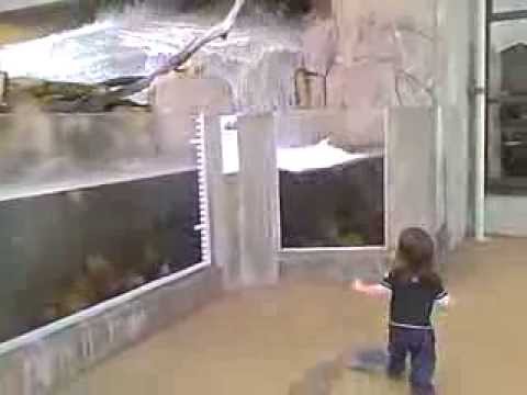 Scary Waterfall at Monterey Aquarium - YouTube