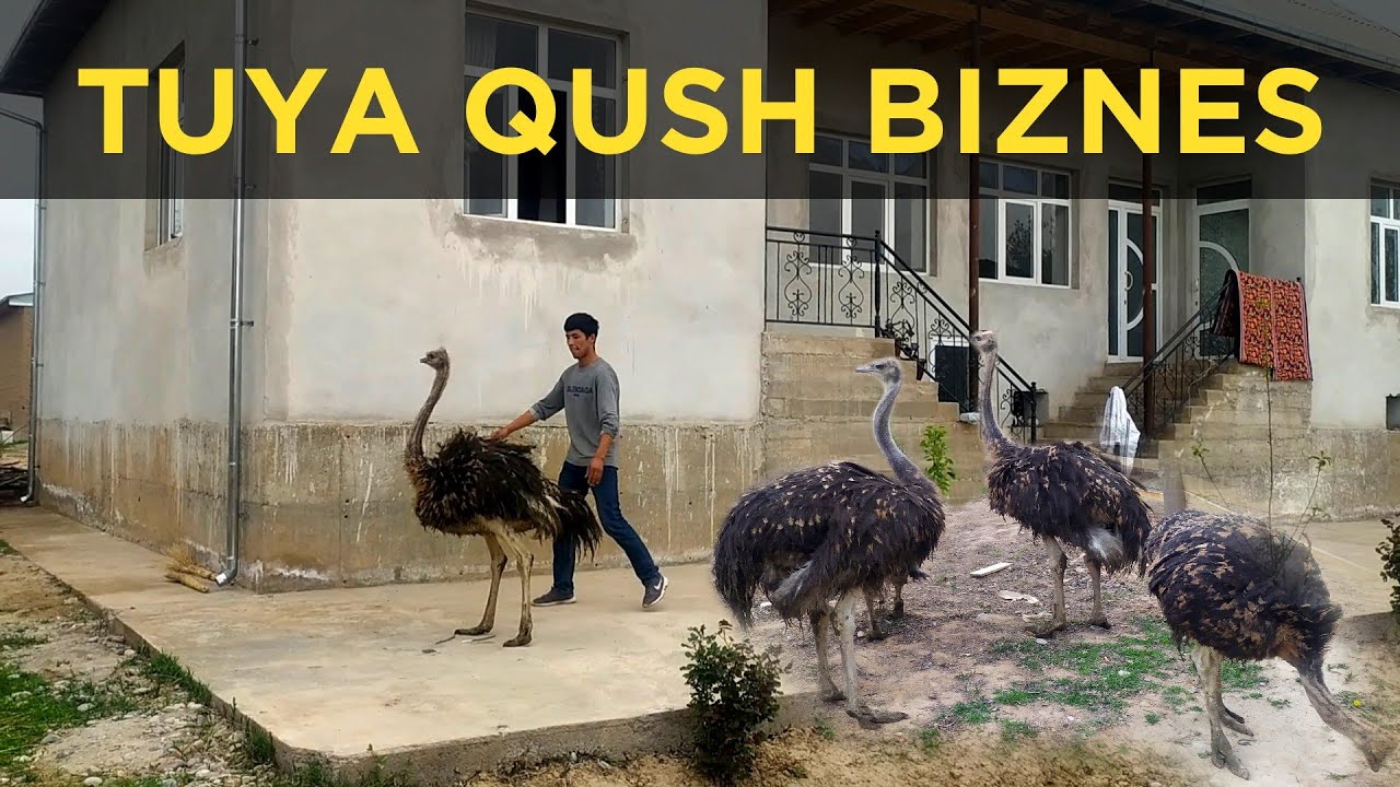 TUYAQUSH BIZNES | UYDAN TUYA QUSH SOTILADI - YouTube
