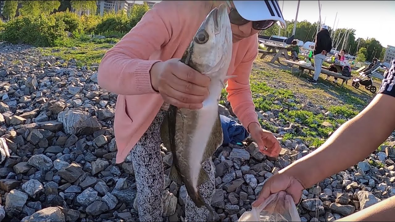 Fin Lyr - Oslo - Sild - Fisketur - Nice Pollock fish - Fishing ...