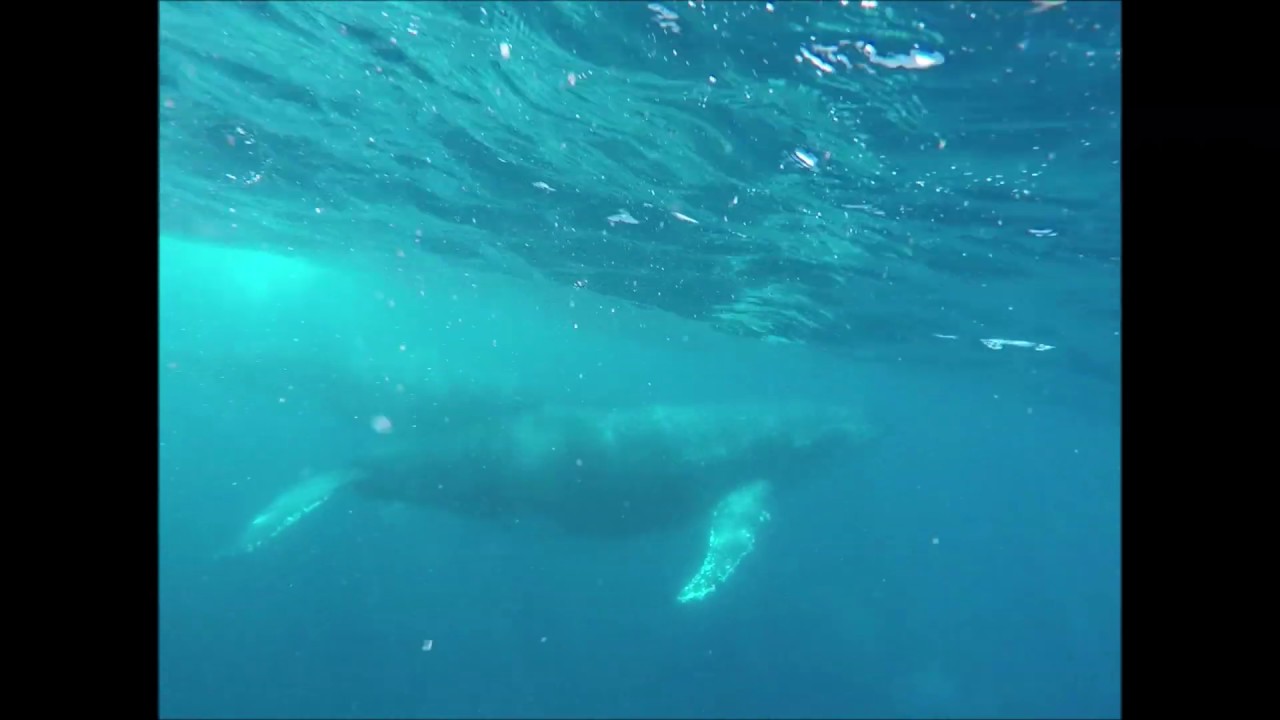 Amazing Whale Swim - YouTube