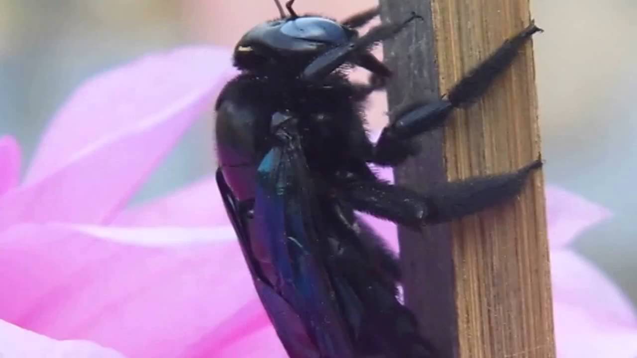 Dangerous, Deadliest & Venomous Giant Killer Bee [Hornet] - YouTube