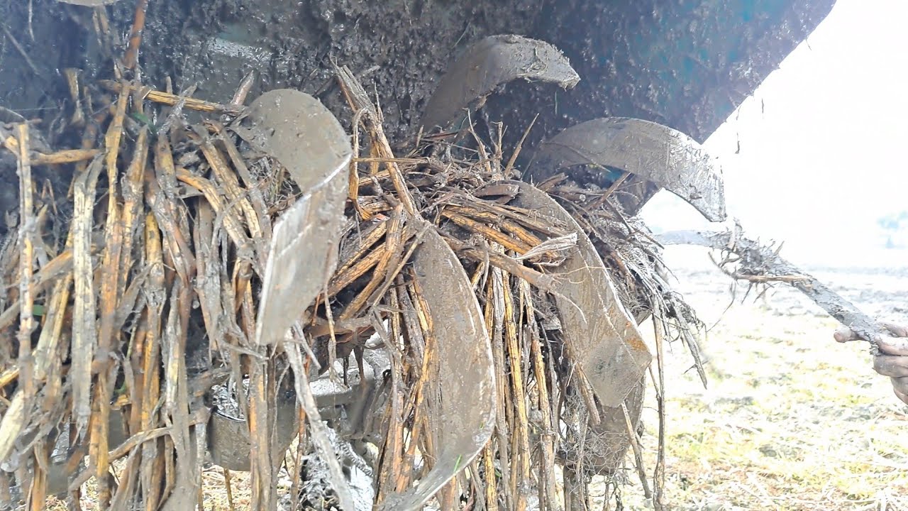 ধানের গাছ সহ জমি চাষ করার কারনে blade জাম Blade jam due to cultivation ...