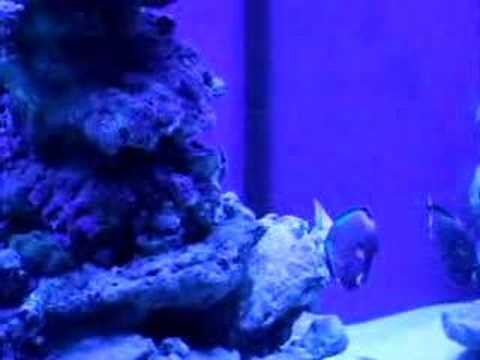 Gold Rim Tang - YouTube