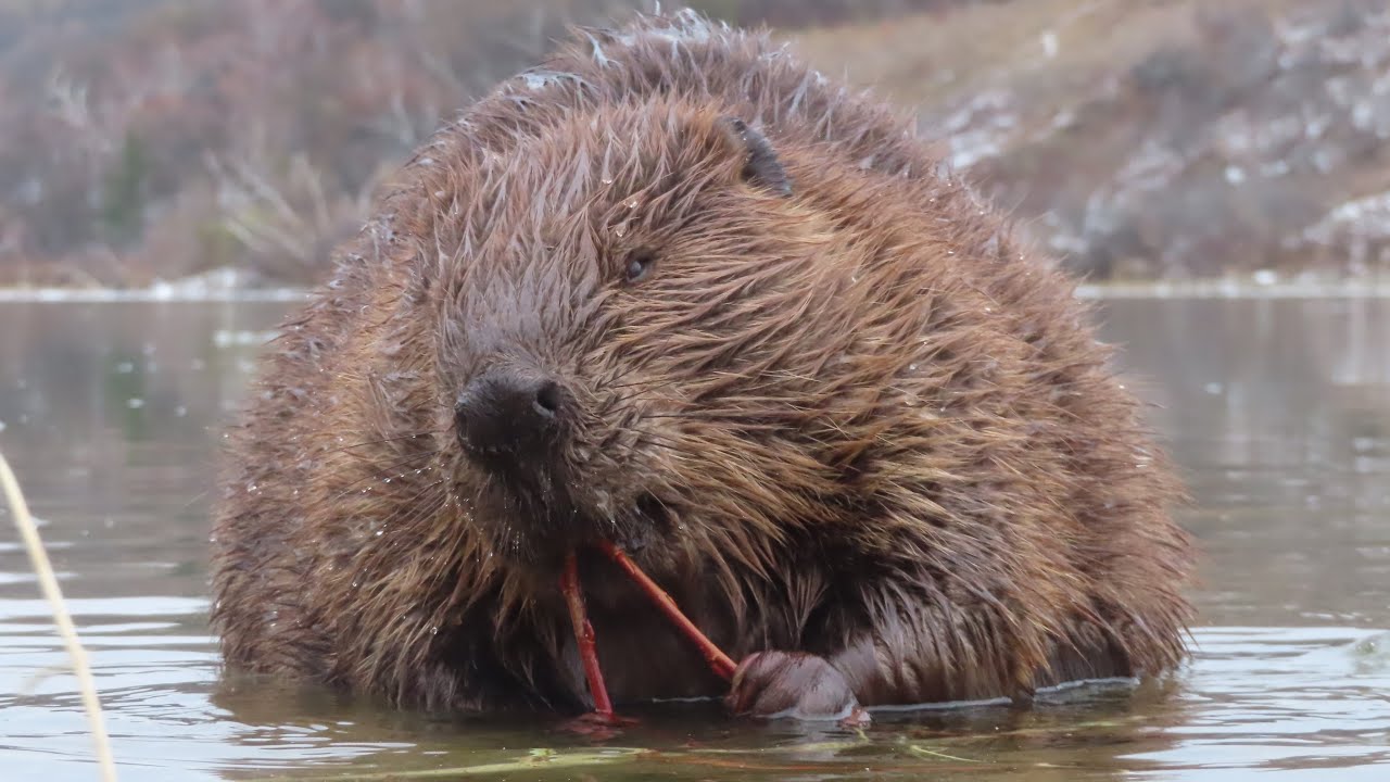 Close-up on a Beaver Eating at Dusk - YouTube